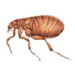 Pulgas - Enciclopedia De Plagas - Desinfecciones Aerosol